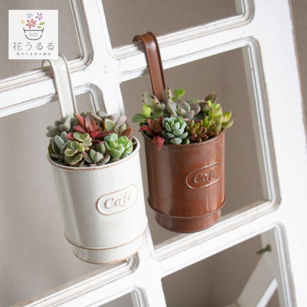 ◆商品について ＼置いてあるだけで、話題になる寄せ植え／この作品は、ただ眺めて癒されるだけでなく、「それ、いいね」と自然に声がかかる、そんな存在感を大切にした多肉植物の寄せ植えです。鉢の表情や多肉の組み合わせまで整えられた佇まいは、玄関やリ...