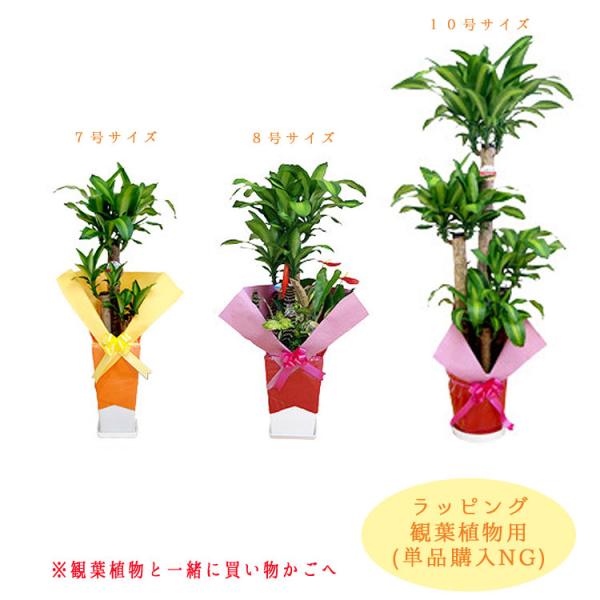 【商品詳細】ラッピング(観葉植物用)●色はレッド系、ピンク系、イエロー系、ブルー系の4色からお選びください。●10号〜7号サイズは巻き包みとなります。●5〜6号は風呂敷包みとなります。※6号サイズの一部の商品は巻き包みのラッピングとなる場合...