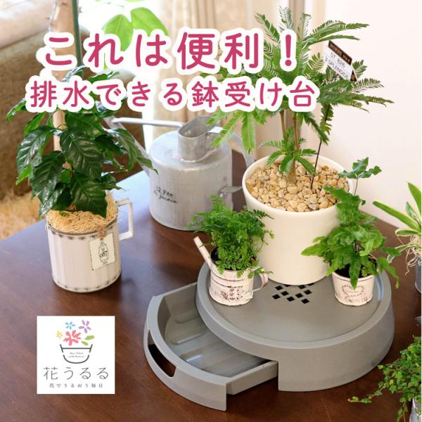 商品概要 【商品について】 「受け皿に水を溜めない」。どの園芸書にも基本の「き」として書かれていますよねー。水を溜めると土が乾かないから根腐れしやすかったり、虫が湧いたりしやすいから、なんですが、そうはいってもいつの間にか溜まってるし、大き...