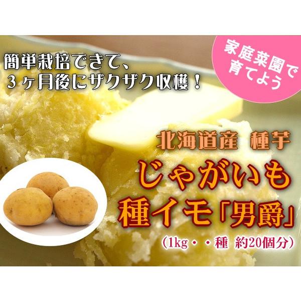 ※個数「1」＝1kg（8〜16個程度）じゃがいも種 詳しい育て方のプリントを同封させていただきます。■商品内容　；じゃがいも　種芋　10kg ◆その他 ●種いも　種イモ、　苗　ばれいしょ　馬鈴薯　馬鈴しょ　種馬鈴薯　ジャガイモ　男爵　『種ば...