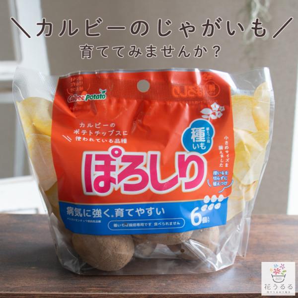 ◆商品について 「ぽろしり」は、カルビーポテトが10年以上かけて開発したオリジナルのじゃがいも品種です。ポテトチップス用原料としても使われている、品質と安定性に優れた品種です。※お届けの時期によっては芽が出ている状態でのお届けとなる場合がご...
