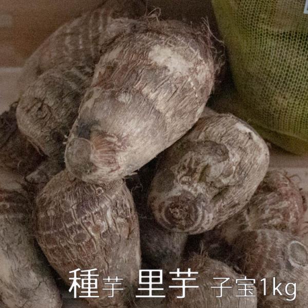 　里芋　子宝【商品内容】　：　里芋　子宝　1kg(熊本県産)商品名通り、たくさんの子イモが収穫できるサトイモです。縁起のよいイモとしても人気です。里芋 石川早生の1.5倍位収穫量が多く、味は柔らかく非常に美味で煮くずれがなくおいしいです。【...