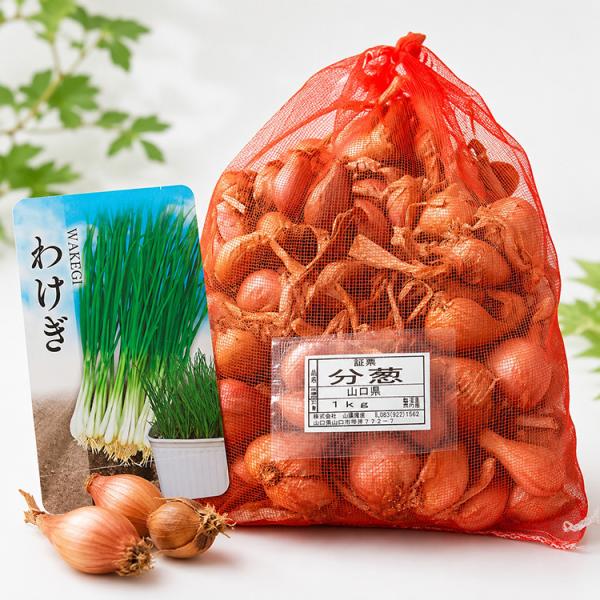 ◆商品について小ネギに近い味わいで、薬味や料理に使いやすい「わけぎ」の栽培用球根です。根元を残して切ると再び伸び、何度も収穫できます。プランター・木箱・鉢でも育てられ、家庭菜園におすすめです。生産地：山口県内容量：約1kg◆商品内容わけぎ栽...