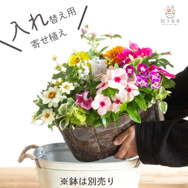 植え替えの手間なし！寄せ植え 交換 簡単 リニューアル  お持ちの鉢にセットするだけ『入れ替え用』中身だけ 花うるる 寄せ植え 5号鉢 交換用カップ植え 完成品 手軽 簡単 入れ替え インナー ライナー 玄関 フラワーギフト 女性 母 花 ...