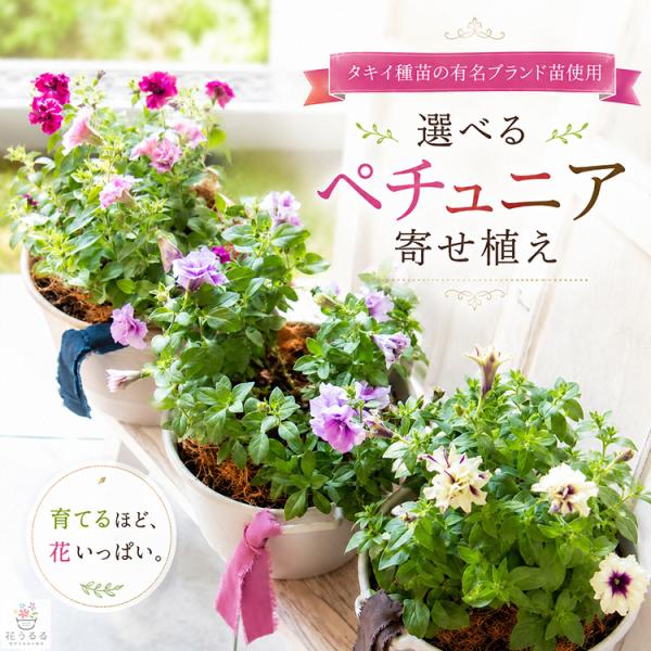 タキイ種苗 ブランド苗 八重咲き 宿根草 多年草 完成品 夏 秋 誕生日 ギフト プレゼント 敬老 敬老の日 花 苗 寄せ植え 鉢 鉢植え プランター おしゃれ 玄関先 お祝い 贈り物