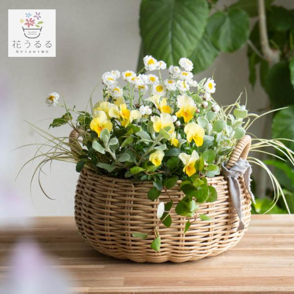 ◆使用植物 季節の旬の花や観葉植物など ◆鑑賞期 〜5月上旬まで ◆管理について 【開花適温】24℃〜5℃　 【置き場所】屋外の明るい場所を好む。霜や雪にあたっても枯れはしませんが、花や葉が傷みますので真冬は明るい軒下などが最適です。【水や...