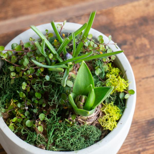 ◆管理について 【１】半日以上日が当たる場所か、明るい軒下などが最適です。直射日光が当たらない暗い場所や室内などで花数が少なくなったり、徒長し弱り、寿命が短くなります　【２】霜や雪が当たっても枯れはしませんが、咲いている花は傷みやすいです。...