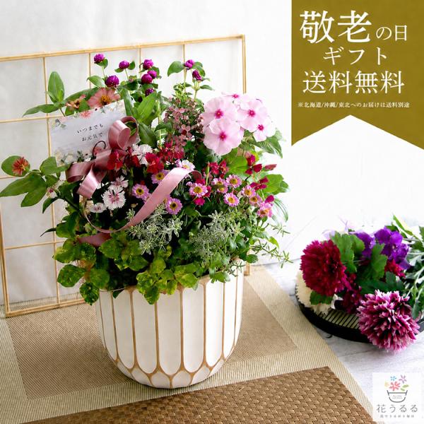 敬老 完成品 秋 花 ギフト プレゼント 祖母 祖父 おばあちゃん おじいちゃん 70代 80代 孫から 鉢植え ガーデンマム ニチニチソウ なでしこ 特別
