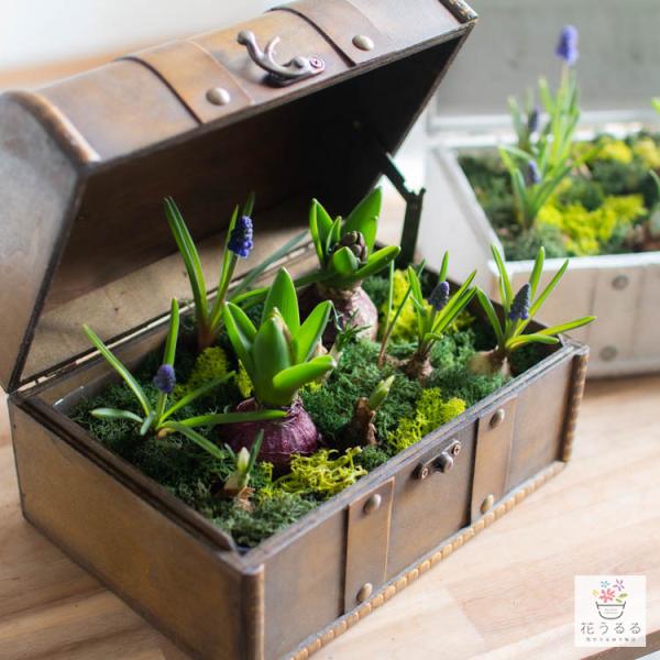 ※本商品は「北海道・北海道・東北・沖縄へは送料別途500円」加算されます。ご了承ください。 商品概要 【商品について】 芽出しの球根いろいろを寄せ植えで人気の「トレジャーBOX]に寄せ植えしました！週に１〜２回の水やりだけで、春に次々と開花...