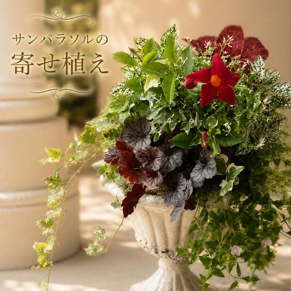エレガント 鉢色選べる 完成品 夏 秋 誕生日 ギフト プレゼント 女性 花苗 寄せ植え セット 鉢植え おしゃれ 玄関先 ベランダ ガーデニング お祝い 贈り物 サントリー