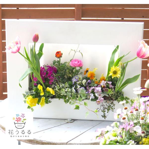 ※北海道・東北・沖縄へは送料別途500円追加となります。◆ご注意◆本体は別売りです！この商品を飾るにはこちらの「花はなフレーム本体」が必要です。お持ちでない場合は必ず同時にご購入下さい。この額縁に植え込んだ状態(届いてすぐ飾れる状態)でお送...