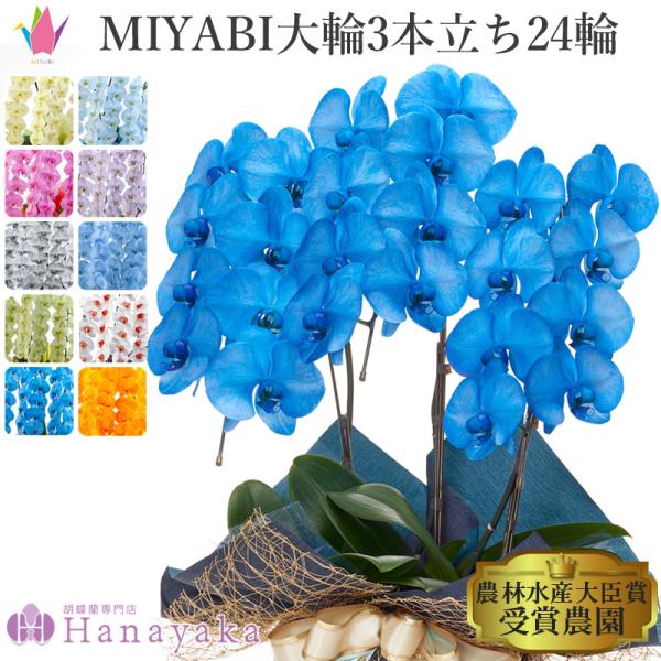 誕生日プレゼント  花胡蝶蘭お祝い：開店祝い 就任祝い 送別 退職 引っ越し 出産祝い 結婚式 結婚記念日お供え用：お盆 お彼岸 ご葬儀 お通夜 一周忌 初盆 新盆イベント：母の日 父の日 敬老の日 クリスマス お年賀 ホワイトデー バレン...