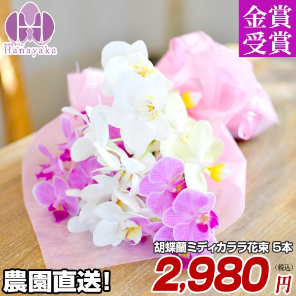 ■商品詳細胡蝶蘭　カララ（ミニミディ）花束　5本入り・MIX2色以上（花色お任せ、花色割合に偏りがある場合あり）・白、ピンク、黄色（同じ品種の場合と、色系統で品種が混ざる場合あり）※品種は様々です。色の濃淡や柄等写真と異なる場合があります。...