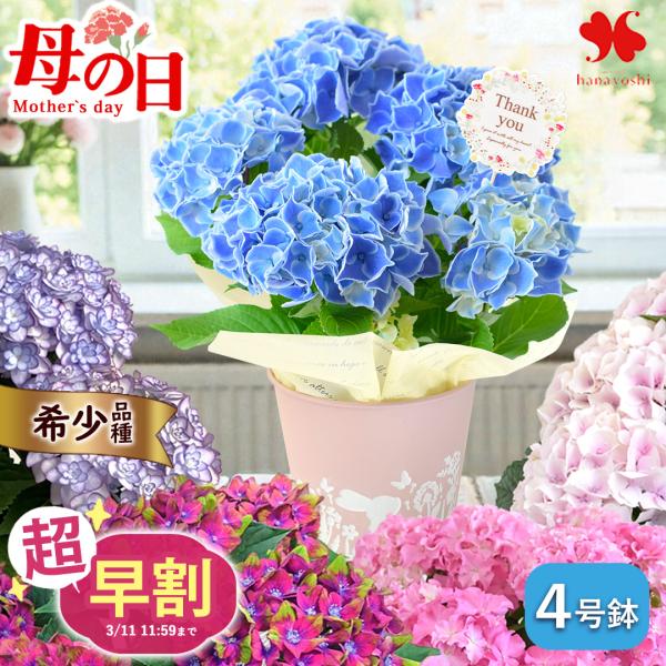 【内容】アジサイ 4号鉢/・01 キャンディーハート・02 クレイジーテンシア・03 シュロスバッカーバルト・04 ひな祭り・ルナ・05 コットンキャンディ※お花の生育・開花状況には個体差がございます。※花色や花数は写真と異なる場合がござい...