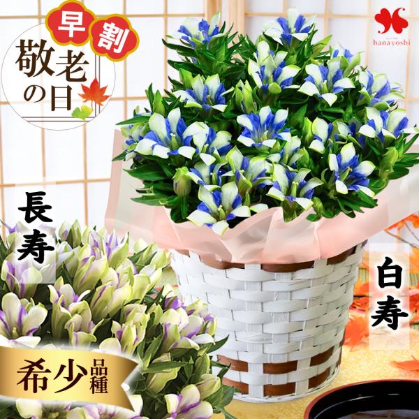 縁起の良い名前と印象的な花色は、おじいちゃんやおばあちゃんにぴったりのプレゼントです。孫からの贈り物としても喜ばれること間違いなし♪鮮やかなお花で日頃の感謝の気持ちを伝えましょう。【内容】■りんどう「白寿」(つぼみを含む状態でお届けします。...