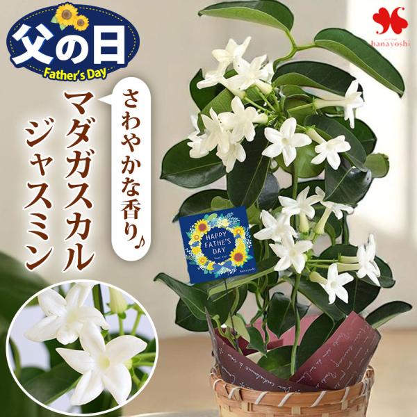 爽やかな香りを楽しめる鉢植えギフトです。春から夏にかけてお花を楽しめます。【内容】マダガスカルジャスミン ４号鉢＊お花の生育・開花状況には個体差がございます。（花色や花数は写真と異なる場合がございます。予めご了承くださいませ。）※植物・生花...
