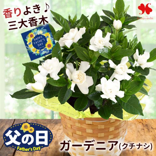 甘い香りを楽しめる鉢植えギフトです。【内容】クチナシの鉢植え 5号鉢＊お花の生育・開花状況には個体差がございます。（花色や花数は写真と異なる場合がございます。予めご了承くださいませ。）※植物・生花につき、生育・入荷状況により良品がお届けでき...