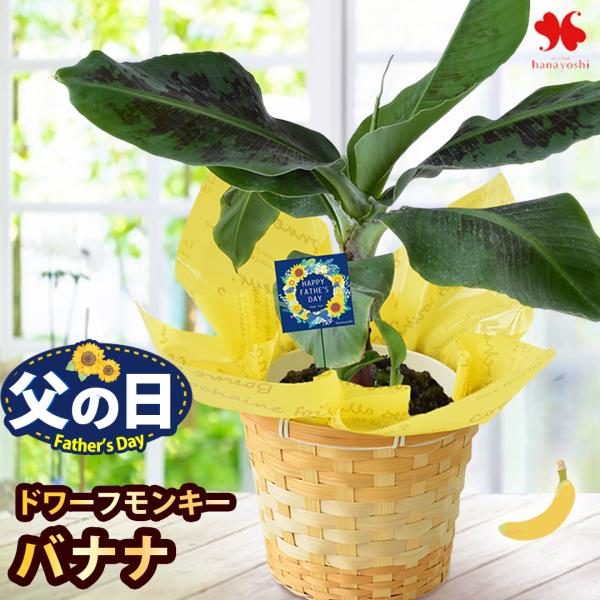 父の日に感謝を込めて、育てる楽しみと健康を贈りませんか。一鉢で部屋がドラマチックに変わる、バナナの果樹鉢ギフト。【内容】バナナ 4.5号鉢（品種：ドワーフモンキーバナナ）※植物につき色合いや枝ぶり、育成状況には個体差がございます 。バスケッ...