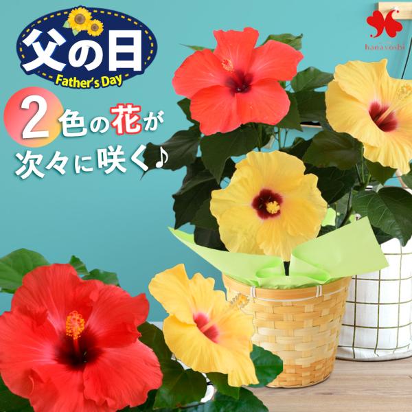 爽やかな香りを楽しめる鉢植えギフトです。春から夏にかけてお花を楽しめます。【内容】ロングライフハイビスカス 2色植え 5号鉢＊品種は当店におまかせください。※植物につき色合いや花付き、枝ぶり、開花状況には個体差がございます。ラッピング/バス...