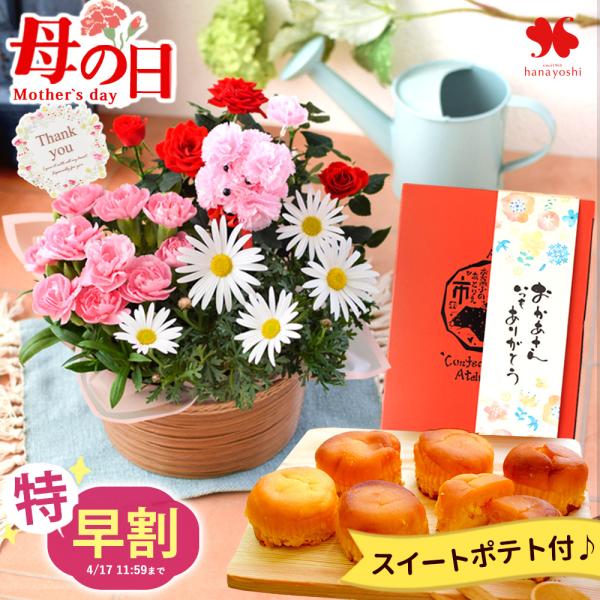 【内容】カーネーション/ミニバラ/マーガレット/※ミニバラの品種、色合いはおまかせとなります。※お花の生育・開花状況には 個体差がございます。バスケット/プードルピック/母の日ピック/ラッピング材/※入荷状況により、花材・花色・品種・資材は...