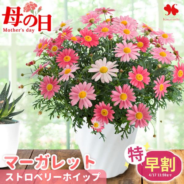 甘くやさしい花色に、ありがとうを込めて。ストロベリーホイップのように愛らしいマーガレット鉢植え。毎年咲く多年草だから、長く楽しめる母の日ギフトです。感謝の気持ちを長く伝えるうれしい贈りものをお届けいたします。【内容】マーガレット ストロベリ...