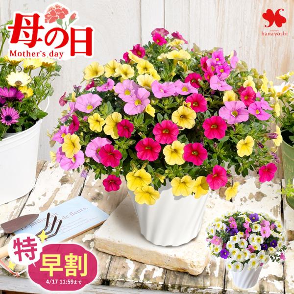 【内容】カリブラコア 3色咲き いずれか１鉢・トロピカルミックス・スプリングミックス※花色には色幅がある場合がございます。予めご了承くださいませ。＊お花の生育・開花状況には個体差がございます。（花色や花数は写真と異なる場合がございます。予め...