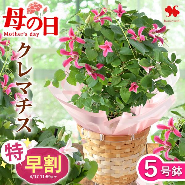 【内容】●クレマチス プリンセスダイアナ・5号●クレマチス ミルキーリップ・5号※花色には色幅がある場合がございます。予めご了承くださいませ。＊お花の生育・開花状況には個体差がございます。（花色や花数は写真と異なる場合がございます。予めご了...