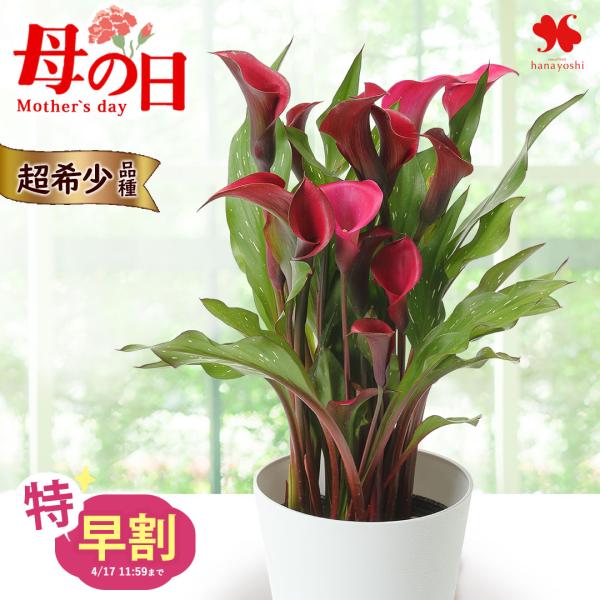 【内容】カラー　レッドシンフォニー※花色には色幅がある場合がございます。予めご了承くださいませ。＊お花の生育・開花状況には個体差がございます。（花色や花数は写真と異なる場合がございます。予めご了承くださいませ。）プラスティック製デザイン鉢（...