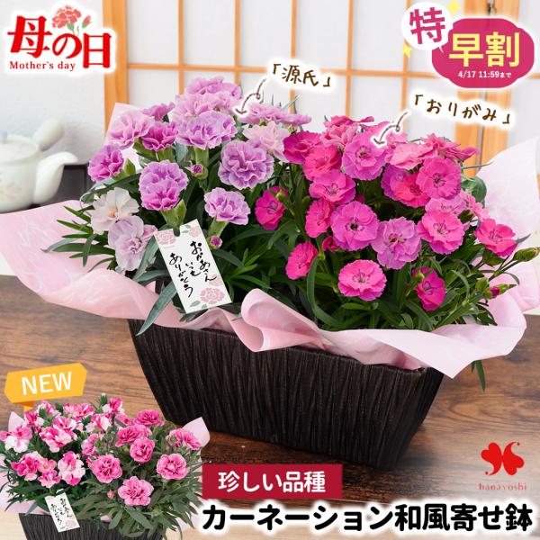 【内容】■カーネーション寄せ籠(いずれか1種)カーネーション（源氏・おりがみ）もしくは、カーネーション（ピンク＆プラウド・メイシー）バスケット(デザインおまかせ)/母の日タグ/ラッピング材/当店オリジナル母の日カード/育て方説明書/品質保証...