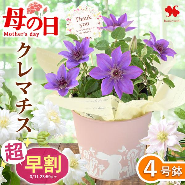 【内容】●クレマチス ミゼットブルー・4号●クレマチス ダッチェスオブエジンバラ・4号●クレマチス ダンシングスマイル・4号※花色には色幅がある場合がございます。予めご了承くださいませ。＊お花の生育・開花状況には個体差がございます。（花色や...