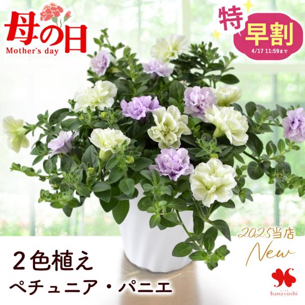 【内容】■ペチュニア・パニエ2色植え　5号鉢※花色には色幅がある場合がございます。予めご了承くださいませ。＊お花の生育・開花状況には個体差がございます。（花色や花数は写真と異なる場合がございます。予めご了承くださいませ。） プラスティック製...