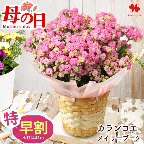 育てる楽しみもプレゼント♪【内容】カランコエ メイリーブーケ　5号鉢バスケット(デザインおまかせ)/ラッピング材/当店オリジナル母の日カード/取扱説明書/品質保証付きショップカード●母の日商品全品について個々のメッセージカードの作成は お受...