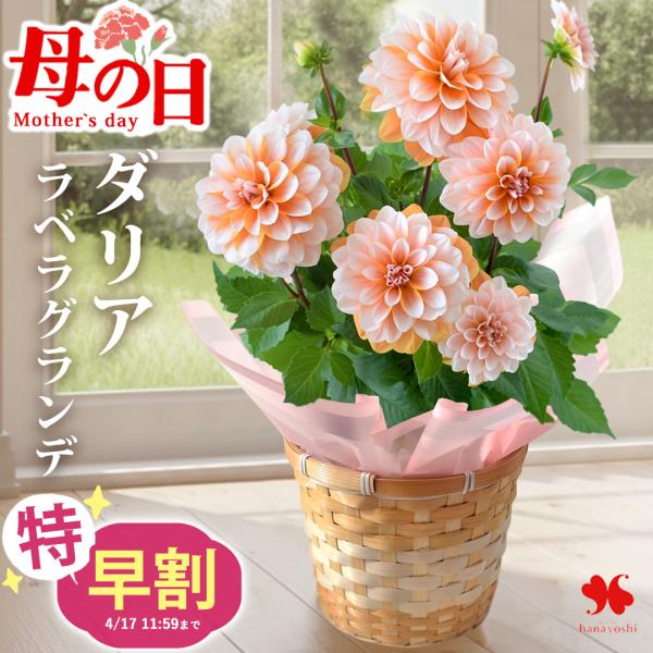 【内容】ダリア・ラベラグランデ'キャラメル'　５号鉢 鉢植え※お花の生育・開花状況には個体差がございます。※花色や花数は写真と異なる場合がございます。※植物・生花につき、生育・入荷状況により良品がお届けできないと判断した場合、　代替品をご用...