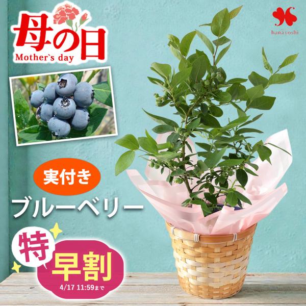 【内容】■ブルーベリー　５号鉢 鉢植えラッピング/バスケット/※ラッピングの色・バスケットのデザインなどは当店におまかせ当店オリジナル母の日カード/取扱説明書/品質保証付きショップカード●母の日商品全品について個々のメッセージカードの作成は...