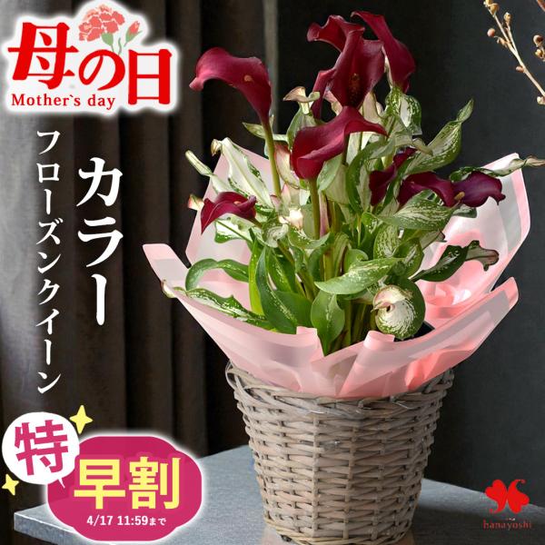 【内容】カラー　フローズンクィーン※花色には色幅がある場合がございます。予めご了承くださいませ。バスケット（デザインは当店おまかせ）/当店オリジナル母の日カード/育て方説明書/品質保証付きショップカード●母の日商品全品について個々のメッセー...