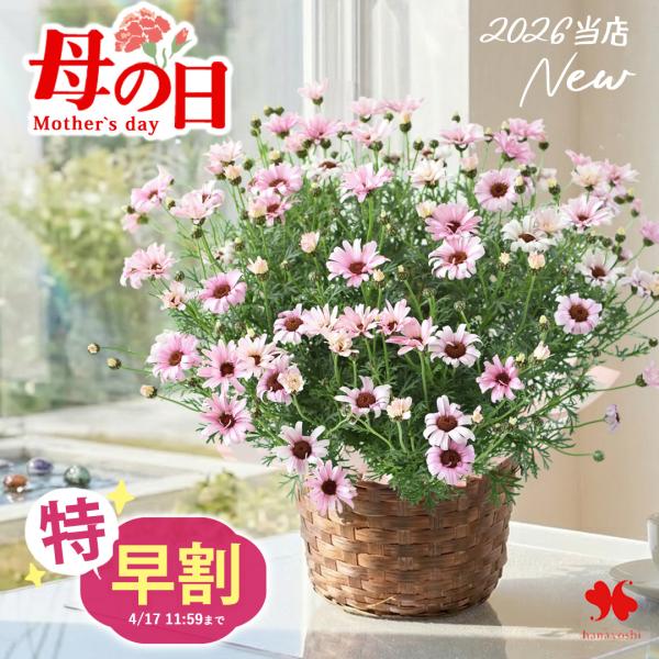 【内容】●ビジューマム・カーネリアン　６号鉢 鉢植え※お花の生育・開花状況には個体差がございます。　花色や花数は写真と異なる場合がございます。予めご了承くださいませ。※植物・生花につき、生育・入荷状況により良品がお届けできないと判断した場合...