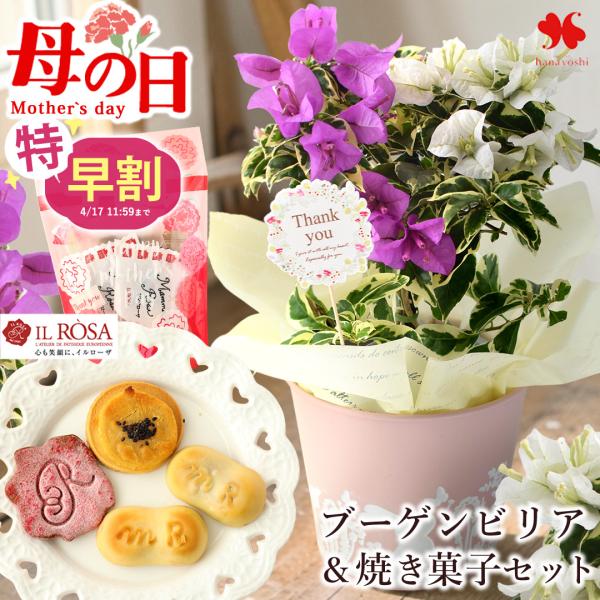 【内容】■ブーゲンビリア　ブルーハワイバスケット（デザインは当店おまかせ）/ラッピング（当店におまかせ）/当店オリジナル母の日カード/取扱説明書/品質保証付きショップカード●母の日商品全品について個々のメッセージカードの作成は お受けできま...