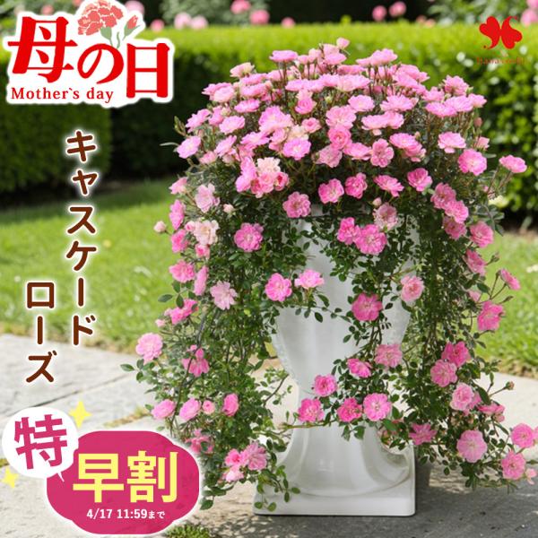 【内容】キャスケードローズ(6号サイズ)/プラスチック製デザイン鉢/※デザインなどは当店におまかせ当店オリジナル母の日カード/取扱説明書/品質保証付きリーフレット●母の日商品全品について個々のメッセージカードの作成は お受けできません。あら...