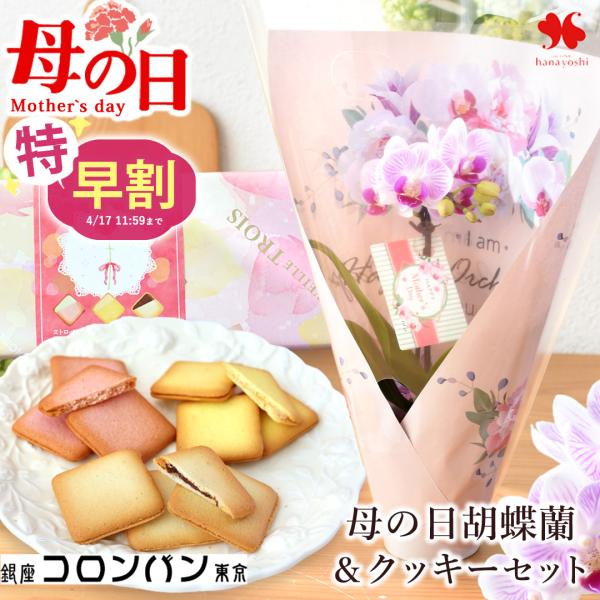 花言葉は「幸せが飛んでくる」花びらが蝶々の形に似ており、その蝶々が幸せを運んでくれると言われています。素敵な花言葉にお母さんも喜んでくれるはず。【内容】■胡蝶蘭胡蝶蘭/ポット/ラッピング/ペーパー花由オリジナル母の日カード/育て方説明書/シ...