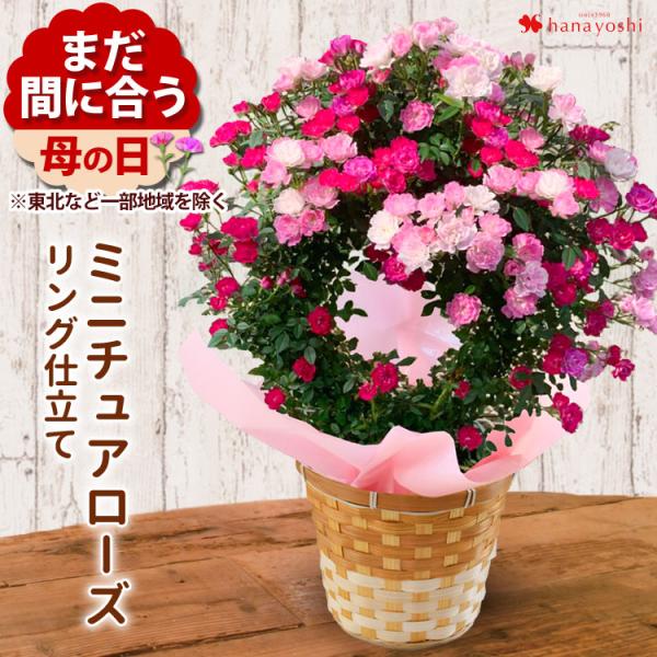 【内容】ミニバラリング仕立て(5号サイズ)/バスケット/＊資材の種類は 変更になる場合がございます。当店オリジナル母の日カード/取扱説明書/品質保証付きショップカード●母の日商品全品について個々のメッセージカードの作成は お受けできません。...