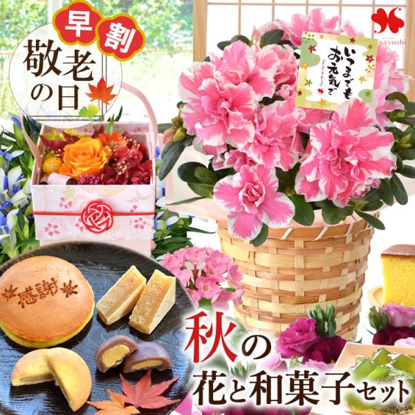 販売累計35,000件突破！毎年大人気のロングセラー！お好みの花＆スイーツが組合せ自由に選べます♪【内容】フラワーギフト（※いずれか1種）[鉢植]りんどう白寿 4.5号におい桜 4号アザレア 4号トルコキキョウ・ミンクパッション 4号バスケ...