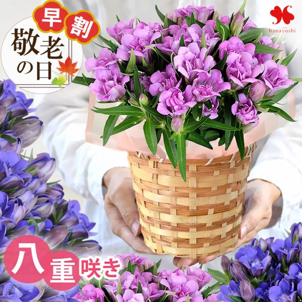 【内容】■アシロブーケ（マリン/ロゼ）いずれか1種バスケット/ラッピング●花由オリジナル敬老の日カード＊お客様の個々のメッセージはお受けできません。ご了承くださいませ。●育て方説明書/ショップカード＊お花の生育・開花状況には個体差がございま...