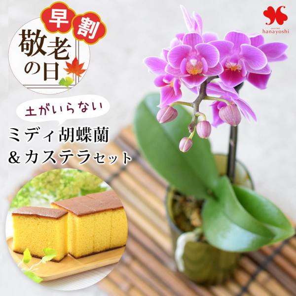 【内容】ミディ胡蝶蘭（品種：ピコ）/底面給水ポット/当店オリジナル敬老の日カード/取扱説明書/品質保証付きリーフレット●敬老の日商品全品について個々のメッセージカードの作成はお受けできません。あらかじめご了承くださいませ。セット商品■和泉屋...
