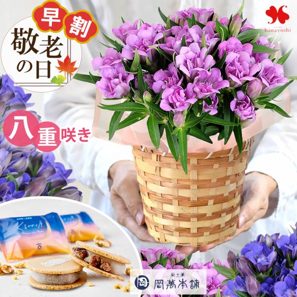 【内容】■アシロブーケ（マリン/ロゼ）いずれか1種バスケット/ラッピング●花由オリジナル敬老の日カード＊お客様の個々のメッセージはお受けできません。ご了承くださいませ。●育て方説明書/ショップカード■くるみの月（※専用の箱に入れてお届けしま...