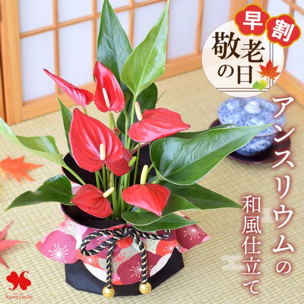 【内容】アンスリウム 3.5号（赤系でお届け）/注意：植物に付き、商品画像とはお花のお色や大きさが多少異なる場合がございます。配色は当店におまかせとなります。また入荷状況により、開花状態は画像と異なる場合がございます。ご了承くださいませ。和...