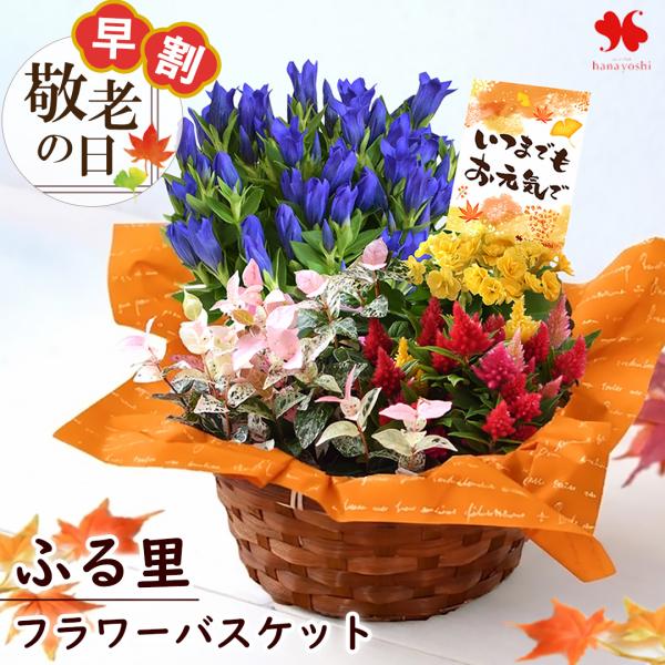 【内容】敬老の日限定フラワーバスケットリンドウ/ケイトウ/カランコエ/ハツユキカズラ注意：植物に付き、商品画像とはお花のお色や大きさが多少異なる場合がございます。配色は当店におまかせとなります。また入荷状況により、開花状態は画像と異なる場合...