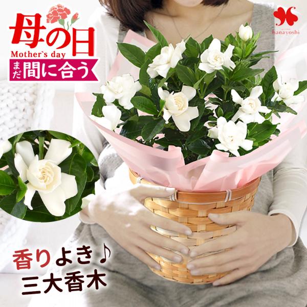 上品な香りが魅力の「ガーデニア（クチナシ）」を、バスケット入りの5号鉢でご用意。庭木や地植えにも適した丈夫な花木で、育てる楽しみと香りの癒しを贈れます。母の日のプレゼントとして、お母さんの暮らしに彩りと安らぎを添える特別なギフトです。【内容...