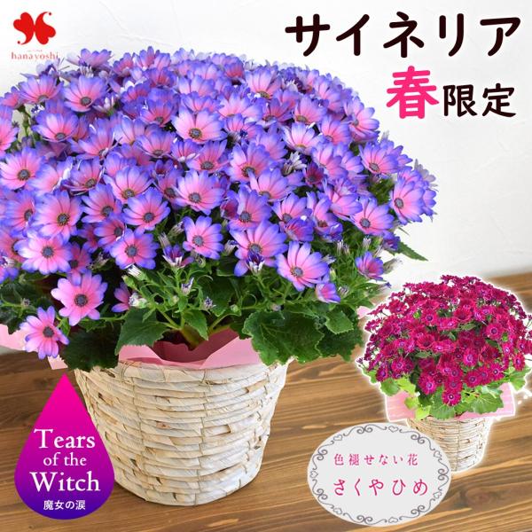 【内容】サイネリア　5号鉢(いずれか1種)・ティアウィッチ・さくや姫バスケット/ラッピング※色合い・デザインは当店にお任せ下さい育て方説明書/品質保証付ショップカードご希望の方にはメッセージを同封してお届け注意：植物に付き、商品画像とはお花...