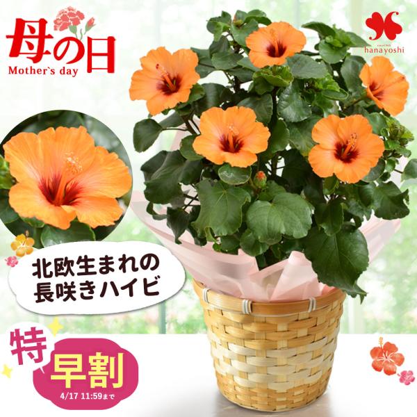 【内容】ロングライフハイビスカス プチオレンジ 5号サイズ＊お花の生育・開花状況には個体差がございます。（花色や花数は写真と異なる場合がございます。予めご了承くださいませ。）バスケット（デザインは当店におまかせ）/ラッピング/育て方説明書/...