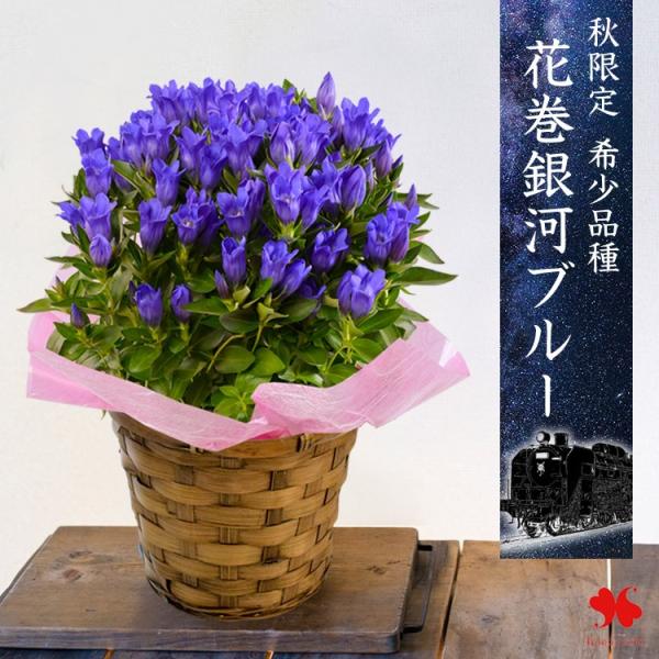 「リンドウ 花巻銀河ブルー 5号鉢」は、2015年にデビューした希少な新品種で、その美しい青色は宮沢賢治の『銀河鉄道の夜』を彷彿とさせます。秋限定の特別なギフトとして、祖母や祖父の誕生日や退職祝い、定年記念日などに最適です。男性への贈り物に...